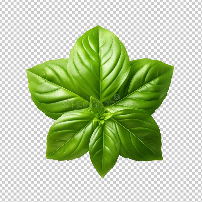 Basil Leaf Isolated on Transparent Background Stock Image ...