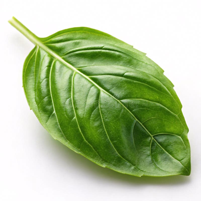 Basil Leaf Isolated on a White Background Stock Illustration ...
