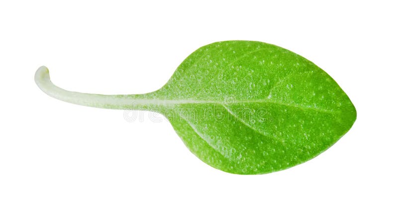 Basil Leaf Isolated on a White Background. Stock Photo - Image of ...