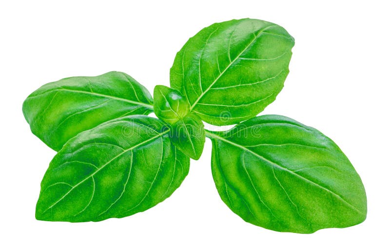 Basil Leaf Isolated on White Background. Green Basil Leaf Top View ...