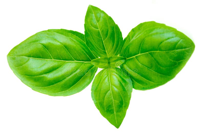 Basil Leaf Isolated on White Background, Macro. Sweet Basil Herb Stock ...
