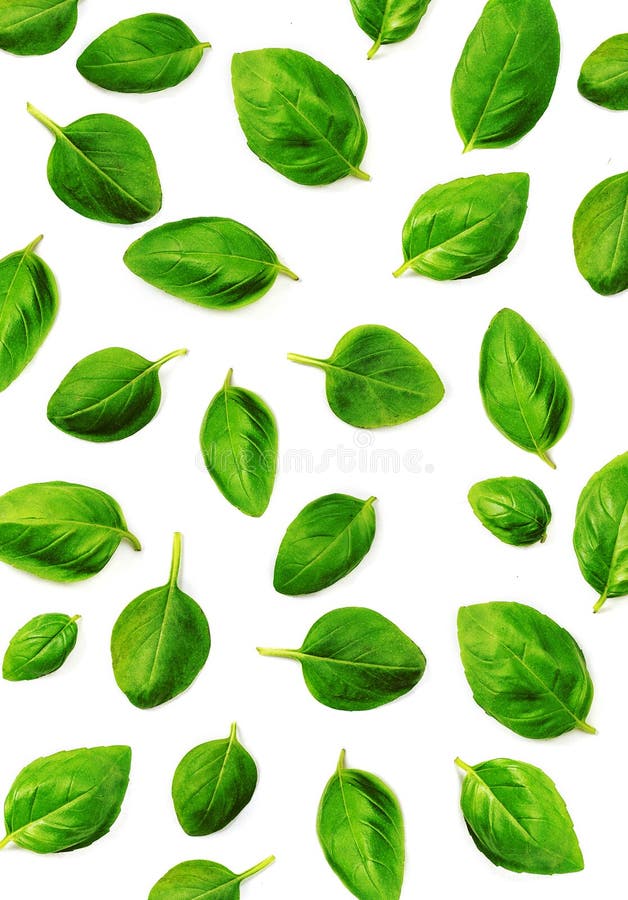 Basil Leaf Pattern. Fresh Green Basil Herb Isolated on White Background ...