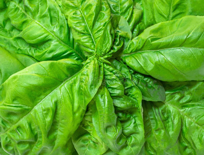 Basil Leaf Textured Background. Basil Leaves Basic Ingredient for Pesto ...