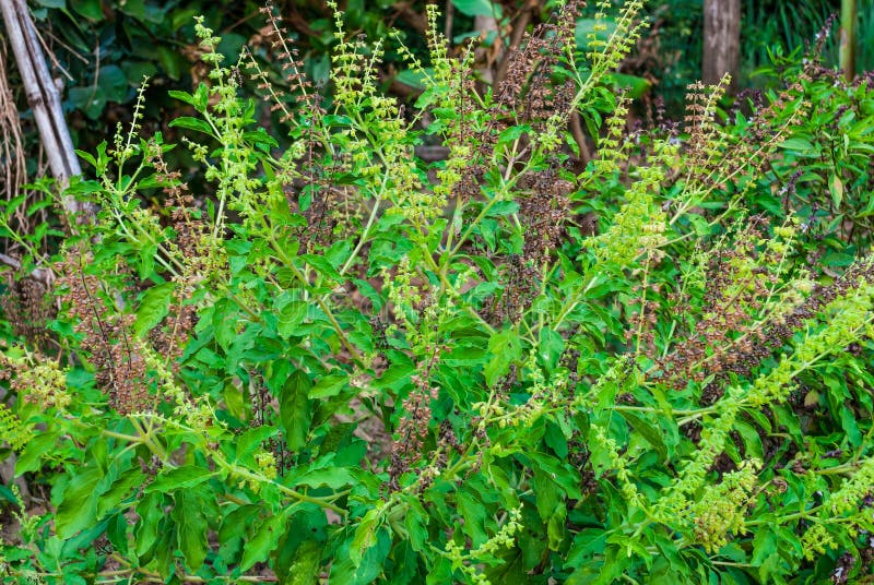 Basil Leaf Tree Con La Flor [Ocimum Tenuiflorum] Foto de archivo ...