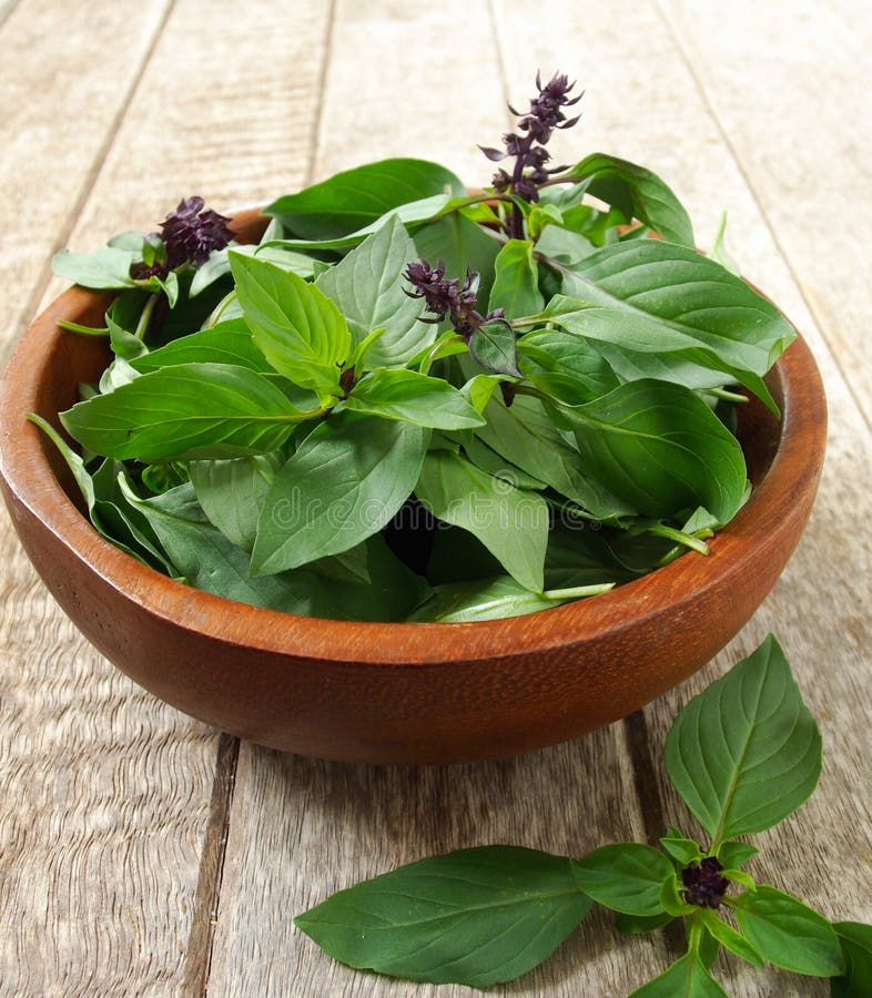 Basil leaf stock photo. Image of ingredient, organic - 55356860