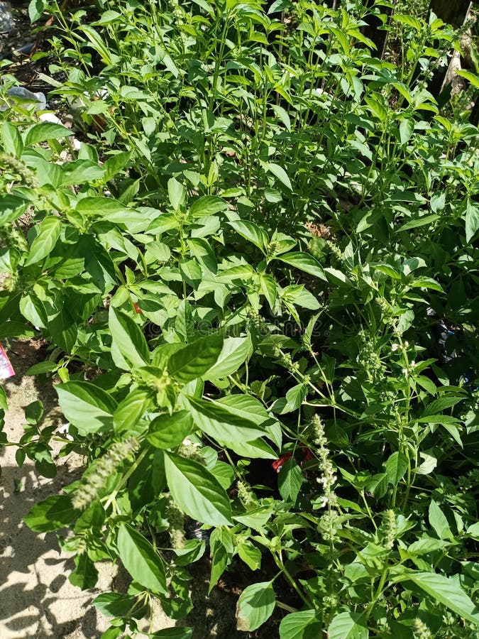 Basil leave indonesia stock image. Image of evergreen - 270427043