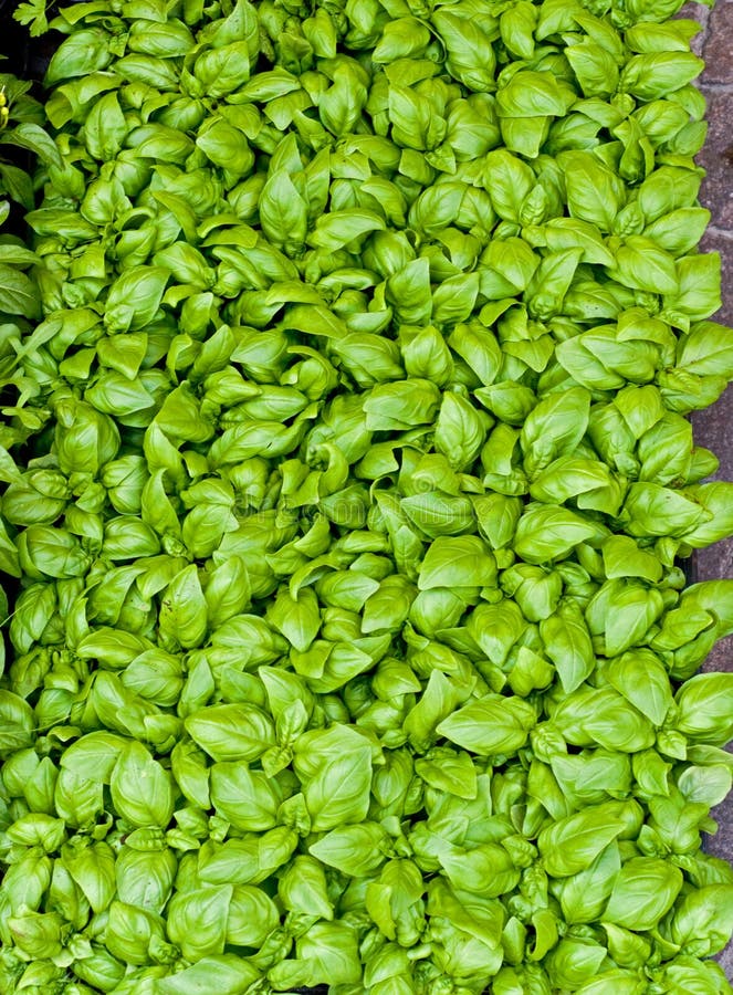 The basil stock image. Image of background, herb, basil - 14184071