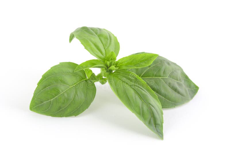 Basil Sprig stock photo. Image of ingredient, sprig, garnish - 4418502