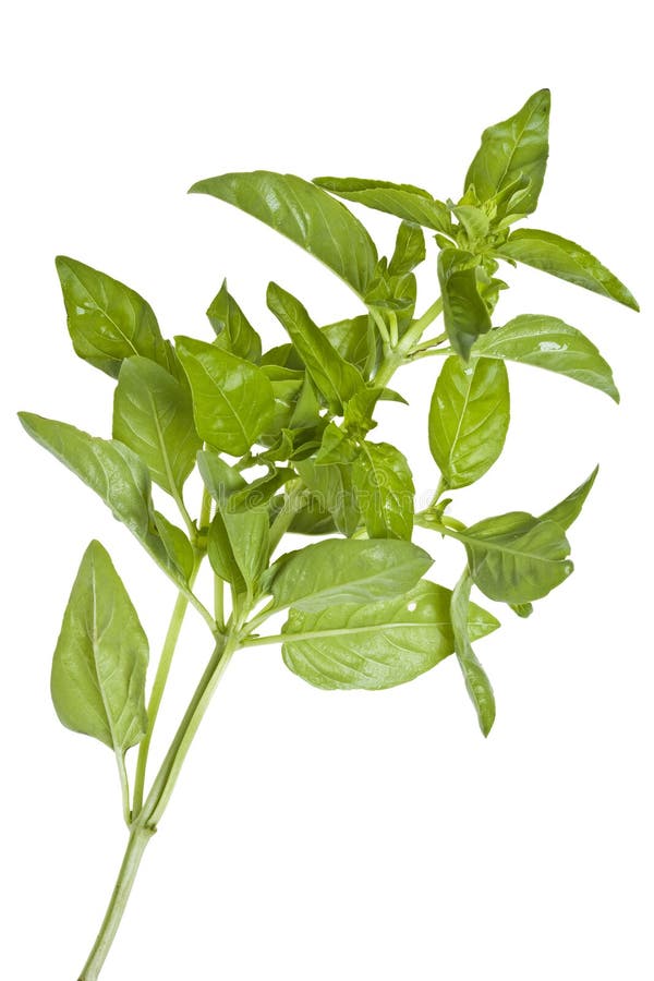 Basil leaves stock photo. Image of botanical, cuisine - 35870120