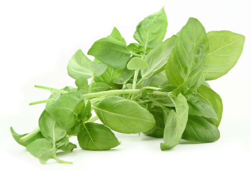 Mixed fresh herbs stock photo. Image of leaves, still - 28059462