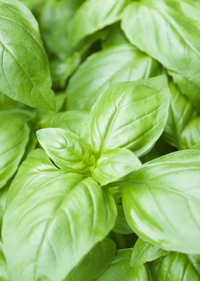 Basil Leaves stock photo. Image of shallow, field, close - 5789882