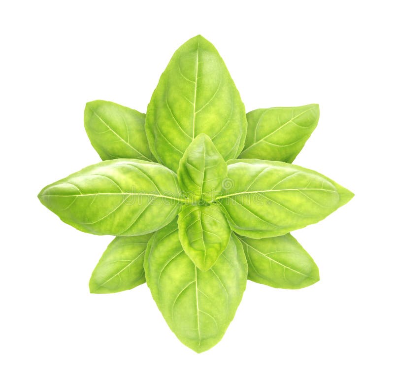 Basil Leaves Isolated on White Background with Clipping Path Stock ...