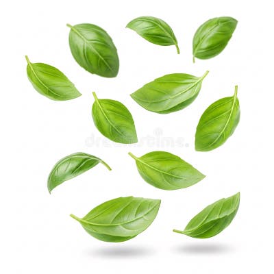 Basil Leaves Falling Isolated on a White Background Stock Image - Image ...