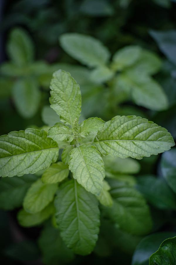 Basil leaves stock photo. Image of house, fresh, leaves - 225339556
