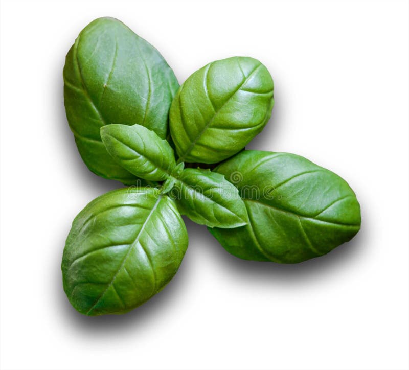 2 Basil Leaves Fresh Green Vege Spices Stock Image - Image of basil ...