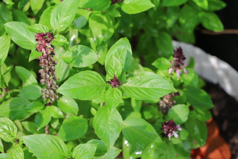 Basil leaves fresh on tree stock photo. Image of copy - 113535880