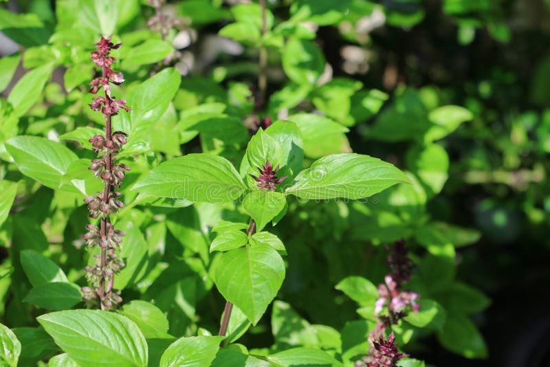 Basil leaves fresh on tree stock image. Image of basil - 113535903