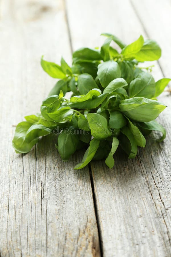 Basil leaves stock image. Image of ingredient, organic - 53756299