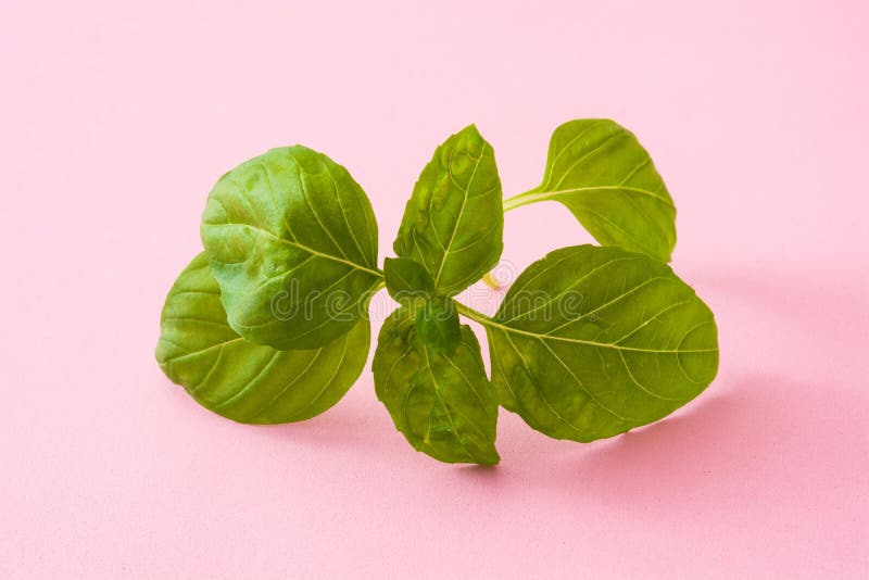 Basil Leaves Isolated on Pink Background Stock Image - Image of herbs ...