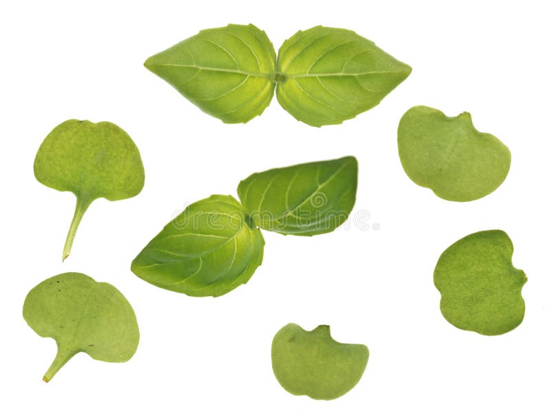 Basil leaves stock photo. Image of herbal, pesto, basil - 246284994
