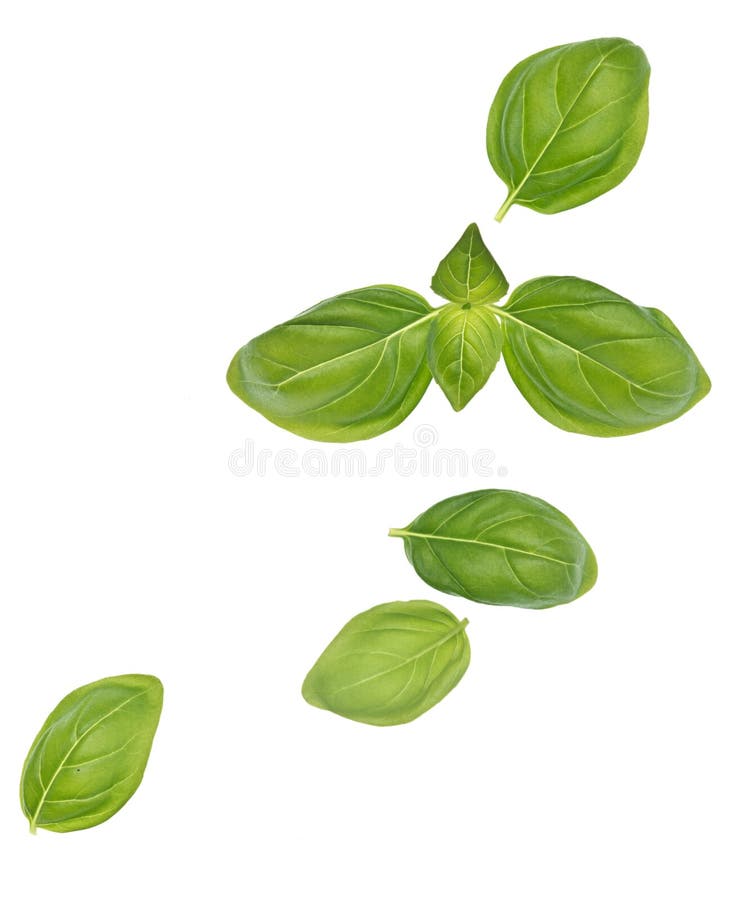 Basil leaves stock image. Image of freshness, collage - 246502261