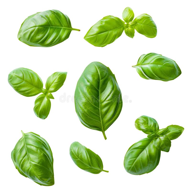 Basil Leaves Isolated on White Background. Top View. Flat Lay Stock ...