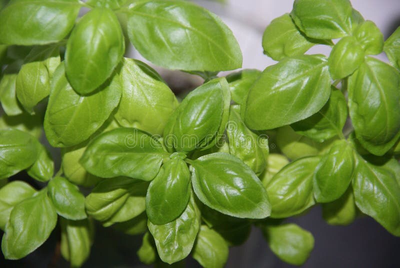 Basil Leaves in the Light of the Flash Stock Photo - Image of natural ...