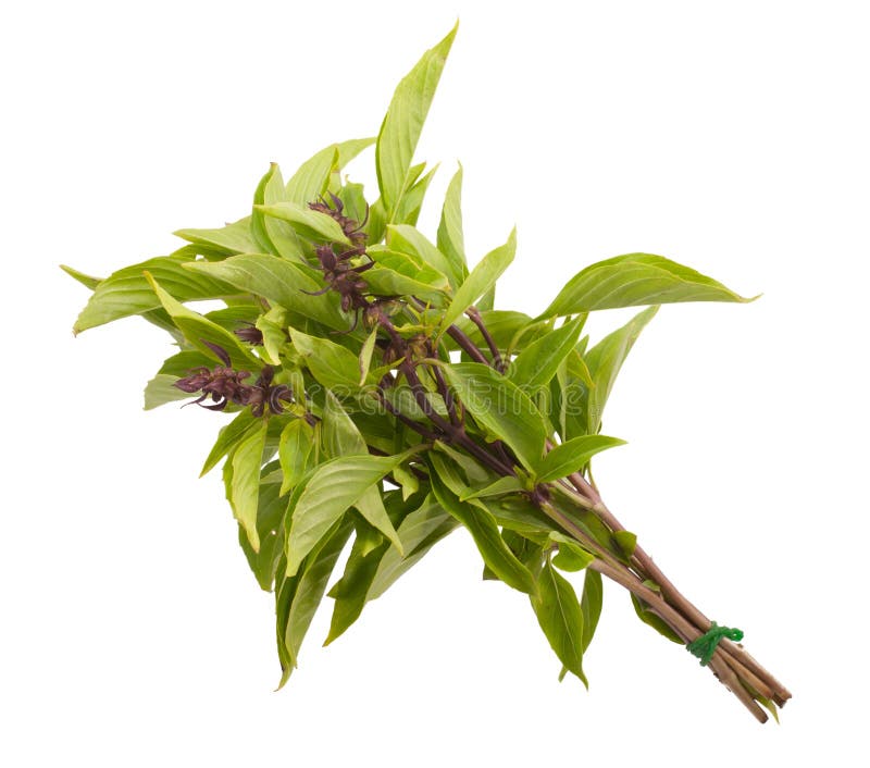 Basil Leaves and Flower Isolated on White Background Stock Photo ...