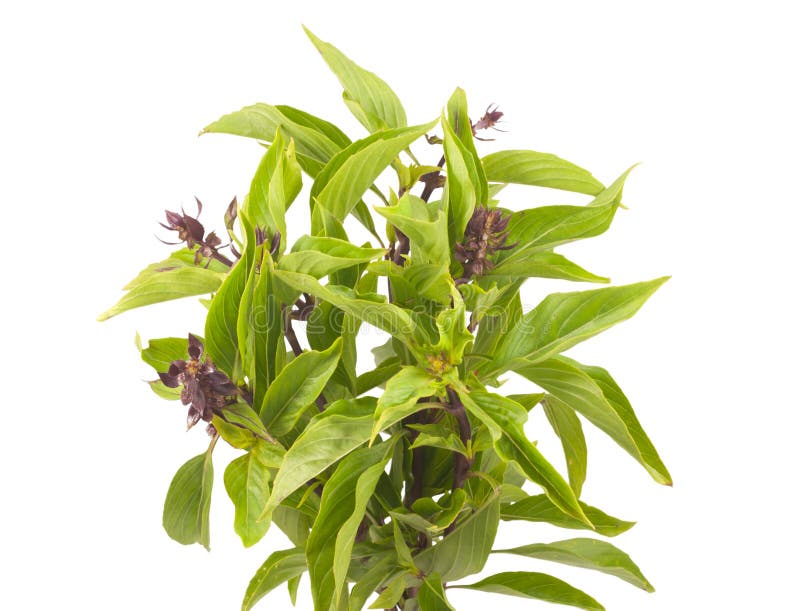 Basil Leaves and Flower Isolated on White Background Stock Photo ...