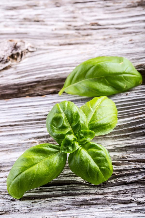 Basil Leaves on a Old Wooden Table Stock Image - Image of food, close ...
