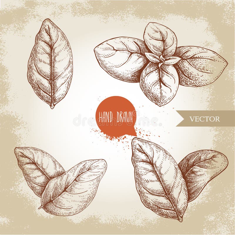 Basil Leaves Set. Hand Drawn Sketch Style Drawing of Culinary Herbs ...