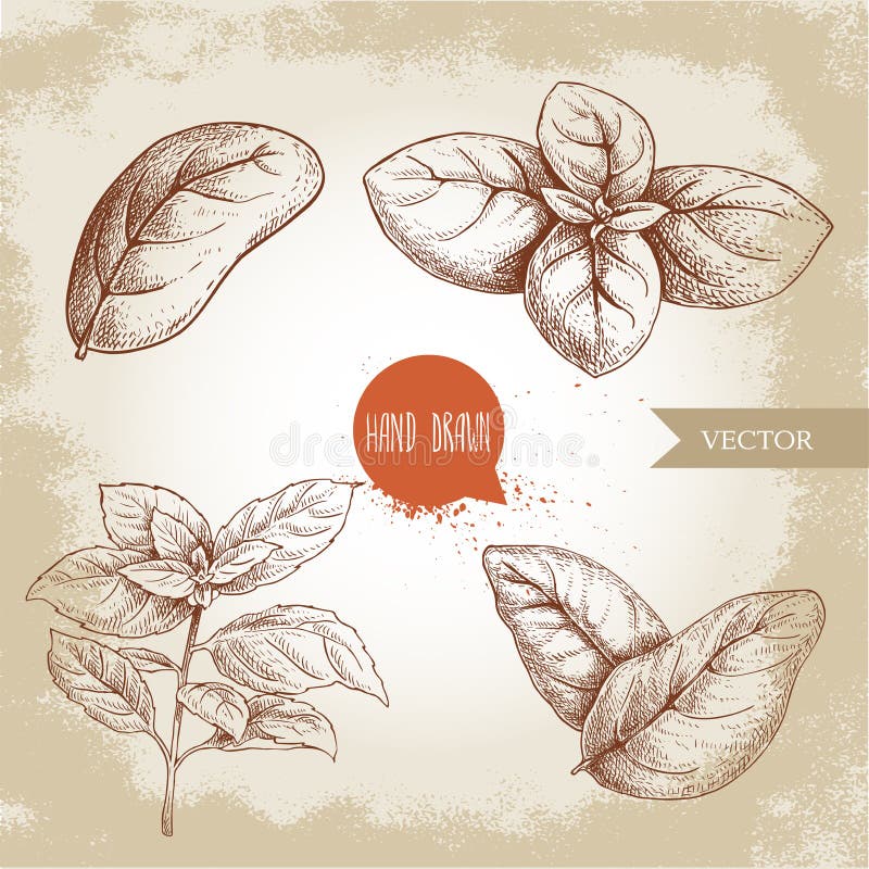 Basil Leaves Set. Hand Drawn Sketch Style Drawing of Culinary Herbs ...