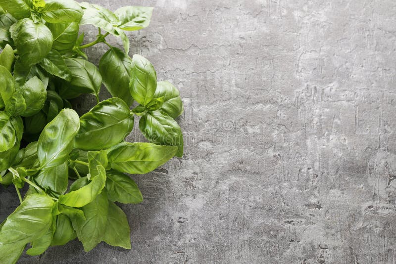 Basil Leaves on Stone Background Stock Image - Image of herb, gray ...