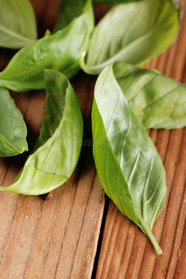 Basil leaves on the table stock photo. Image of aromatic - 49121860