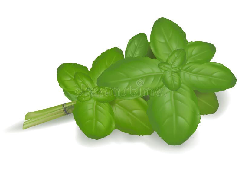 Basil leaves. Vector stock vector. Illustration of realistic - 15829802
