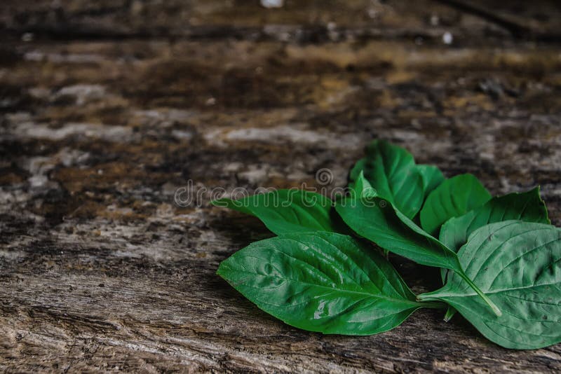 Basil Leaves on Wood Table Background. Stock Photo - Image of culinary ...