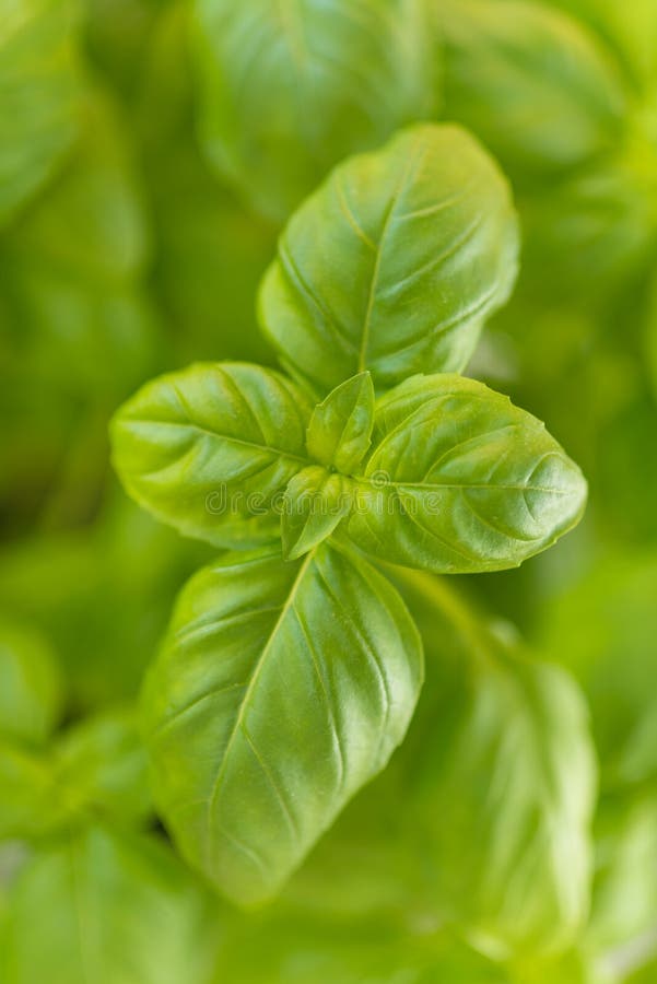 Basil stock photo. Image of healthy, green, growing, botanical - 26935536