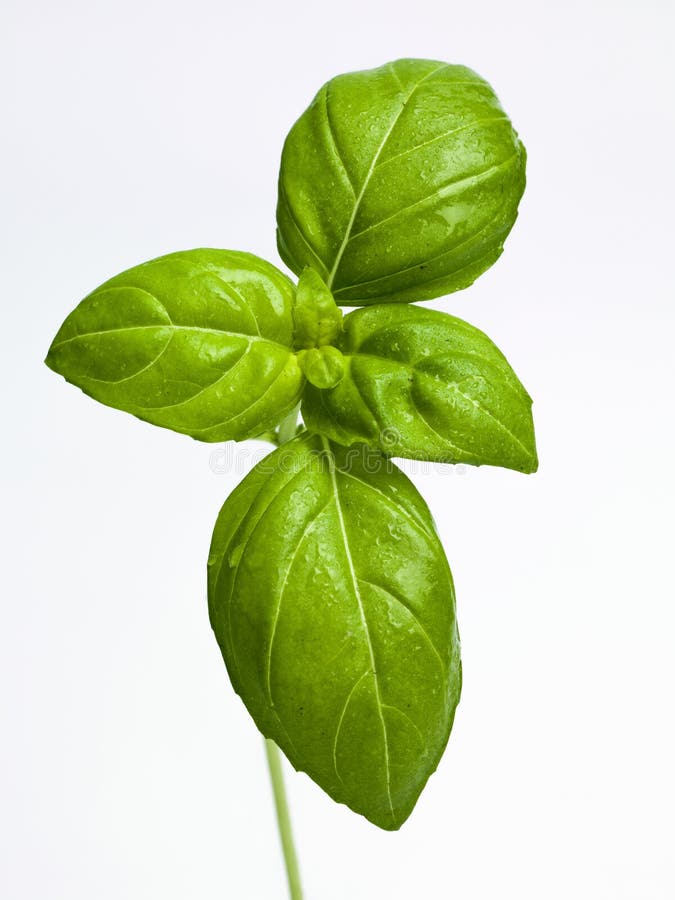 Basil love stock photo. Image of aromatic, fresh, green - 66081440