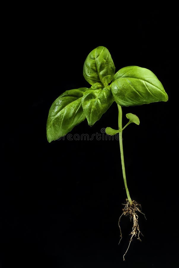 Basil love stock photo. Image of green, background, nutrition - 66081450