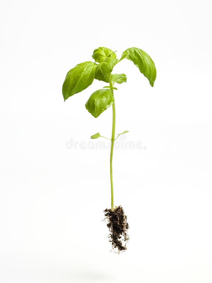 Basil love stock photo. Image of black, aromatic, biological - 66102886
