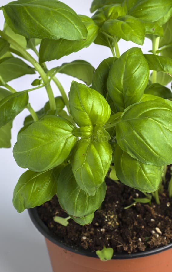 Basil love stock image. Image of color, nutrition, background - 66081459