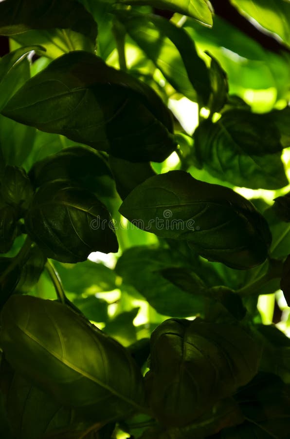 Basil low key stock image. Image of herbs, cookery, health - 91089519