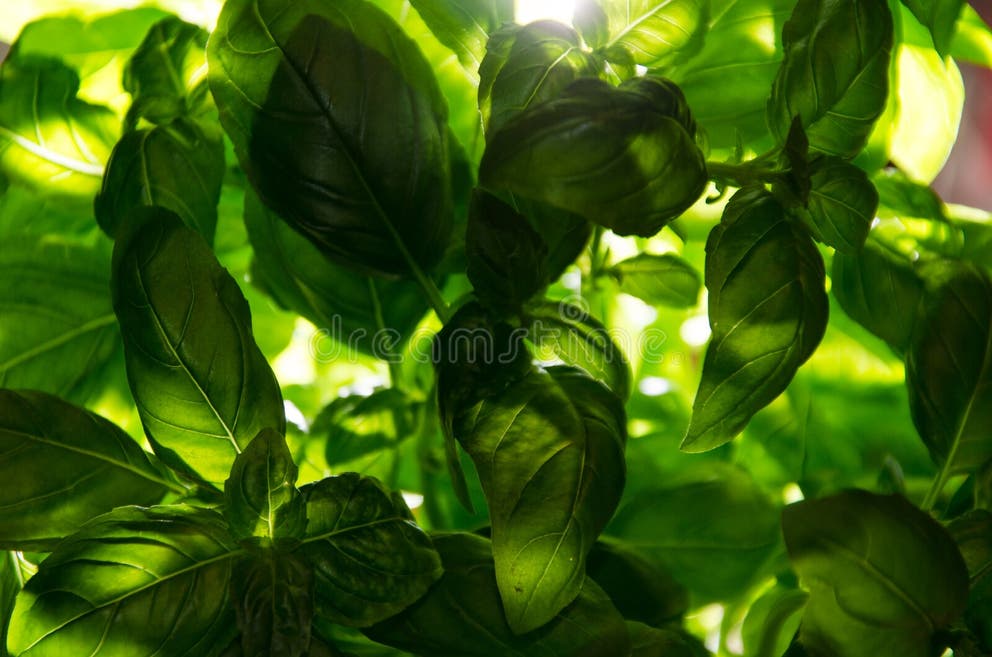 Basil low key stock image. Image of culinary, food, cultivated - 91090183