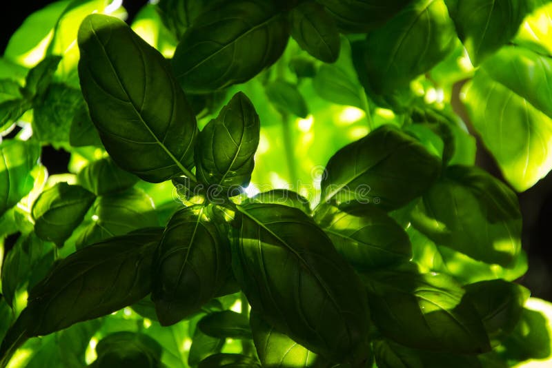 Basil low key stock photo. Image of basilico, aromatic - 91090426