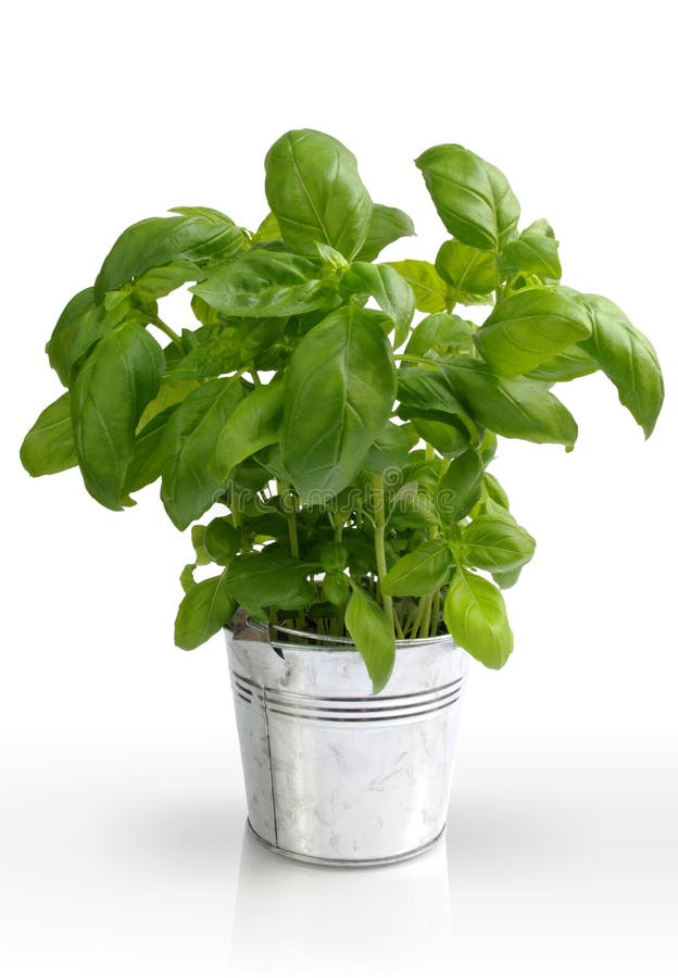 Basil in a metal bucket stock photo. Image of basilicum - 89224754