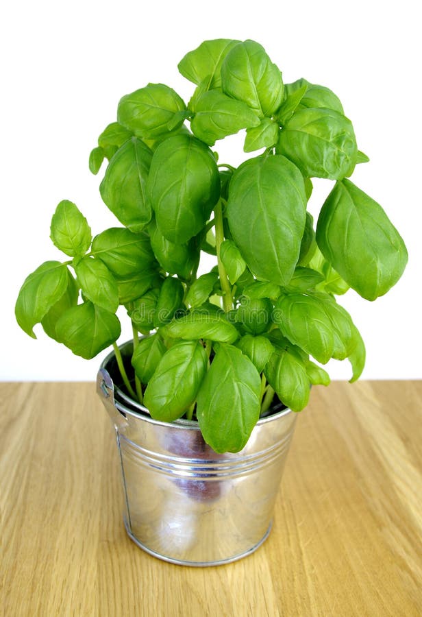 Basil in Metal Bucket on Table Stock Photo - Image of leaf, leafes ...