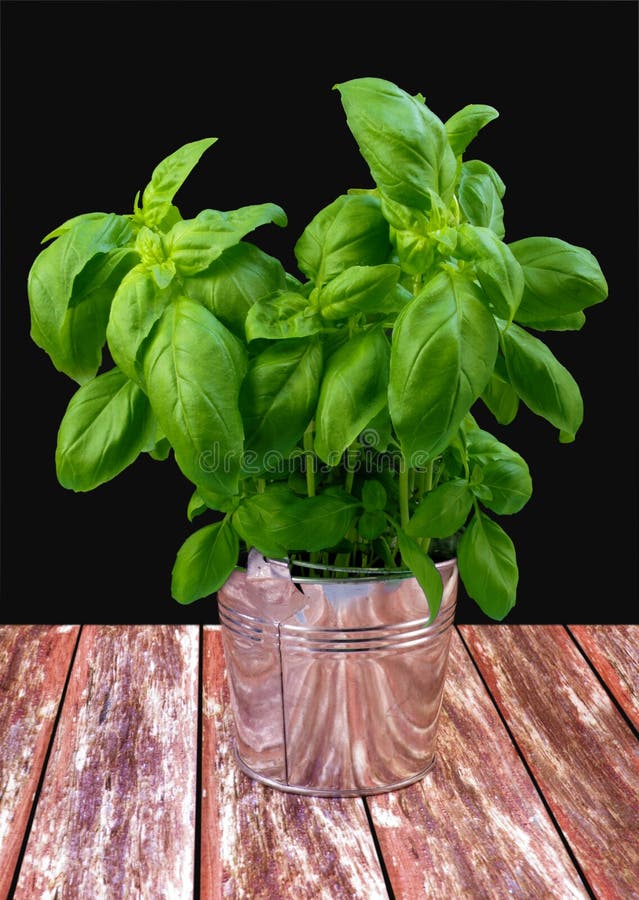 Basil in Metal Bucket on Table Stock Image - Image of leafes, basilicum ...