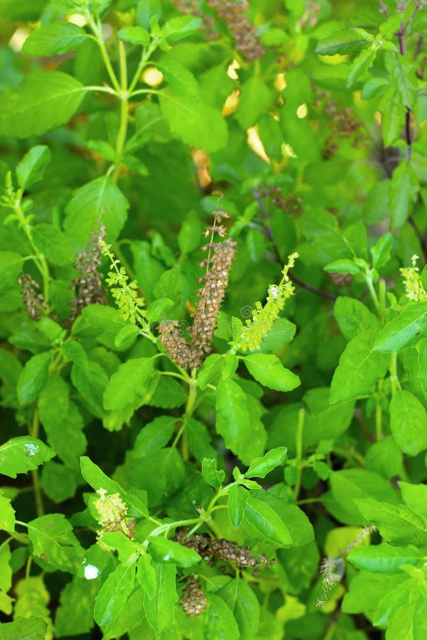 The basil in the nature stock photo. Image of green, seed - 35278174