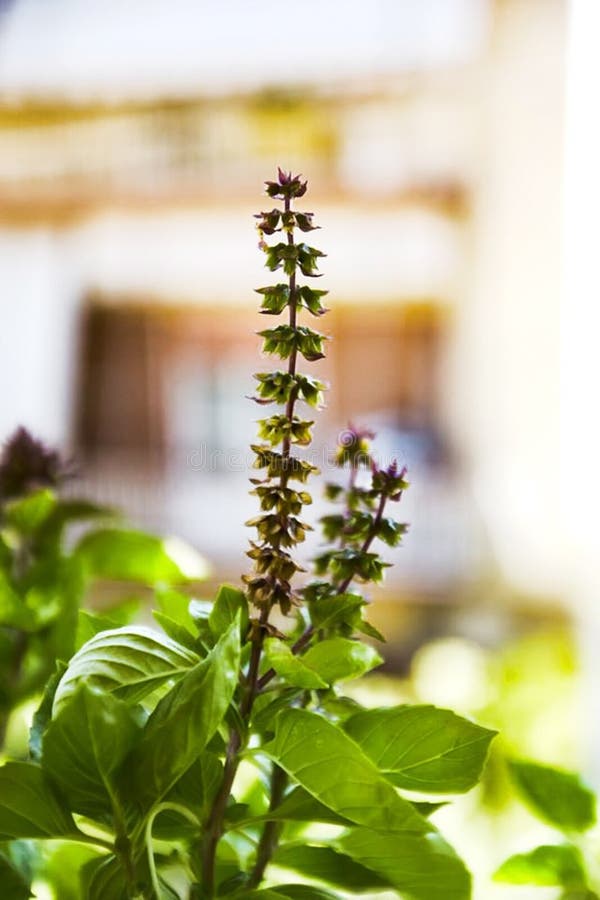 Basil stock photo. Image of north, cemmetery, door, nature - 124357720