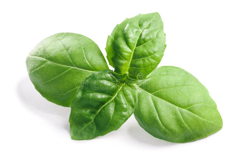 Basil O. Basilicum Leaves, Clipping Paths Stock Image - Image of ...